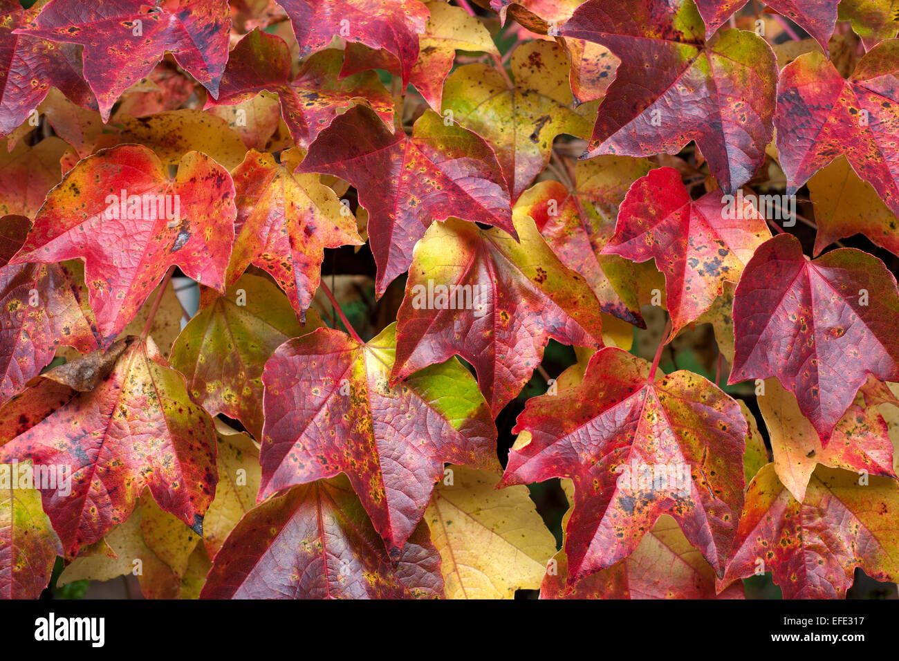 Colors of fall leaf frame. Autumn leaves in fantastic colors as a ...