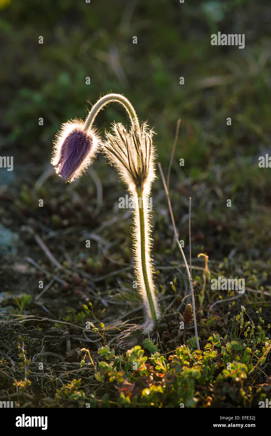 Pasque-flower in nature Stock Photo - Alamy