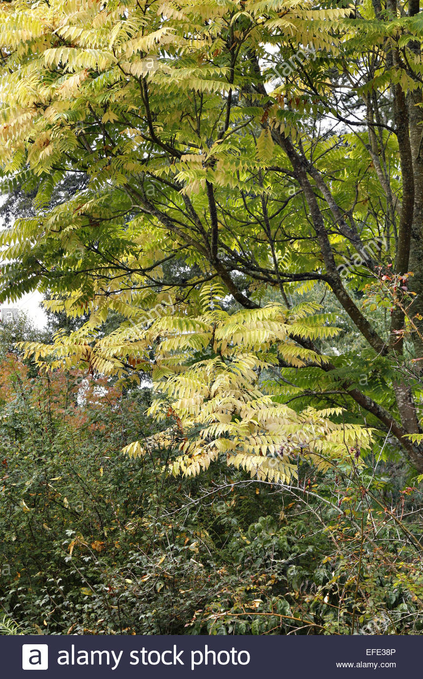 Toona Sinensis Stock Photos & Toona Sinensis Stock Images - Alamy