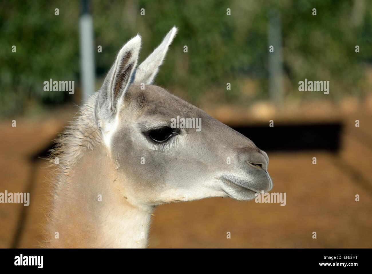 Guanaco close up hi-res stock photography and images - Alamy