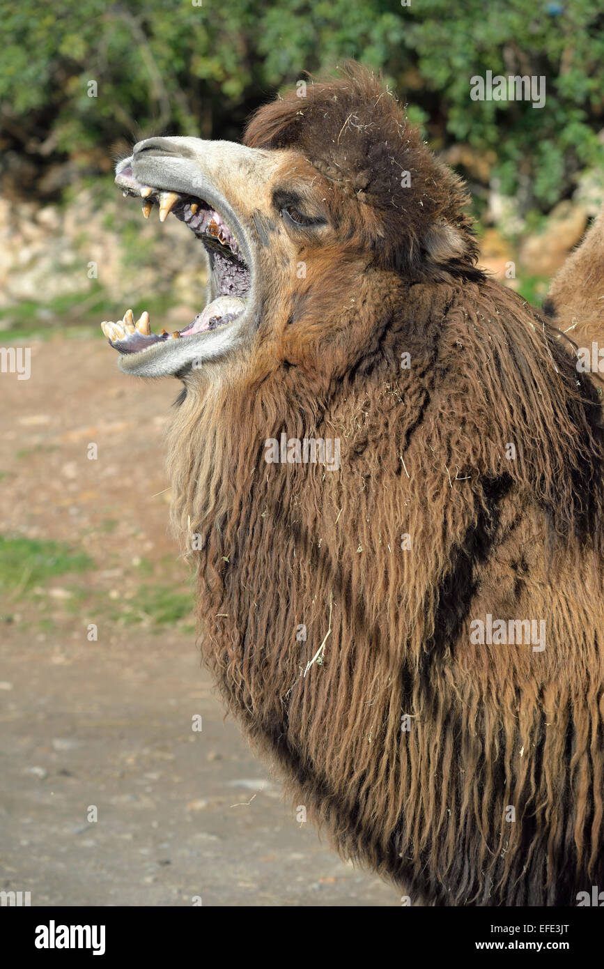 Camel yawning hi-res stock photography and images - Alamy