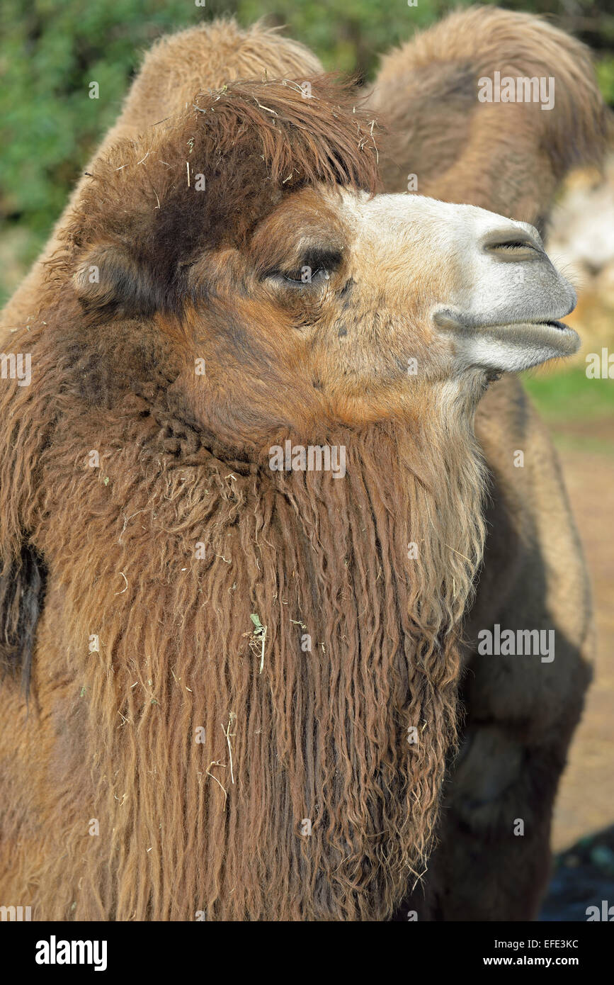 Camel profile face hi-res stock photography and images - Alamy
