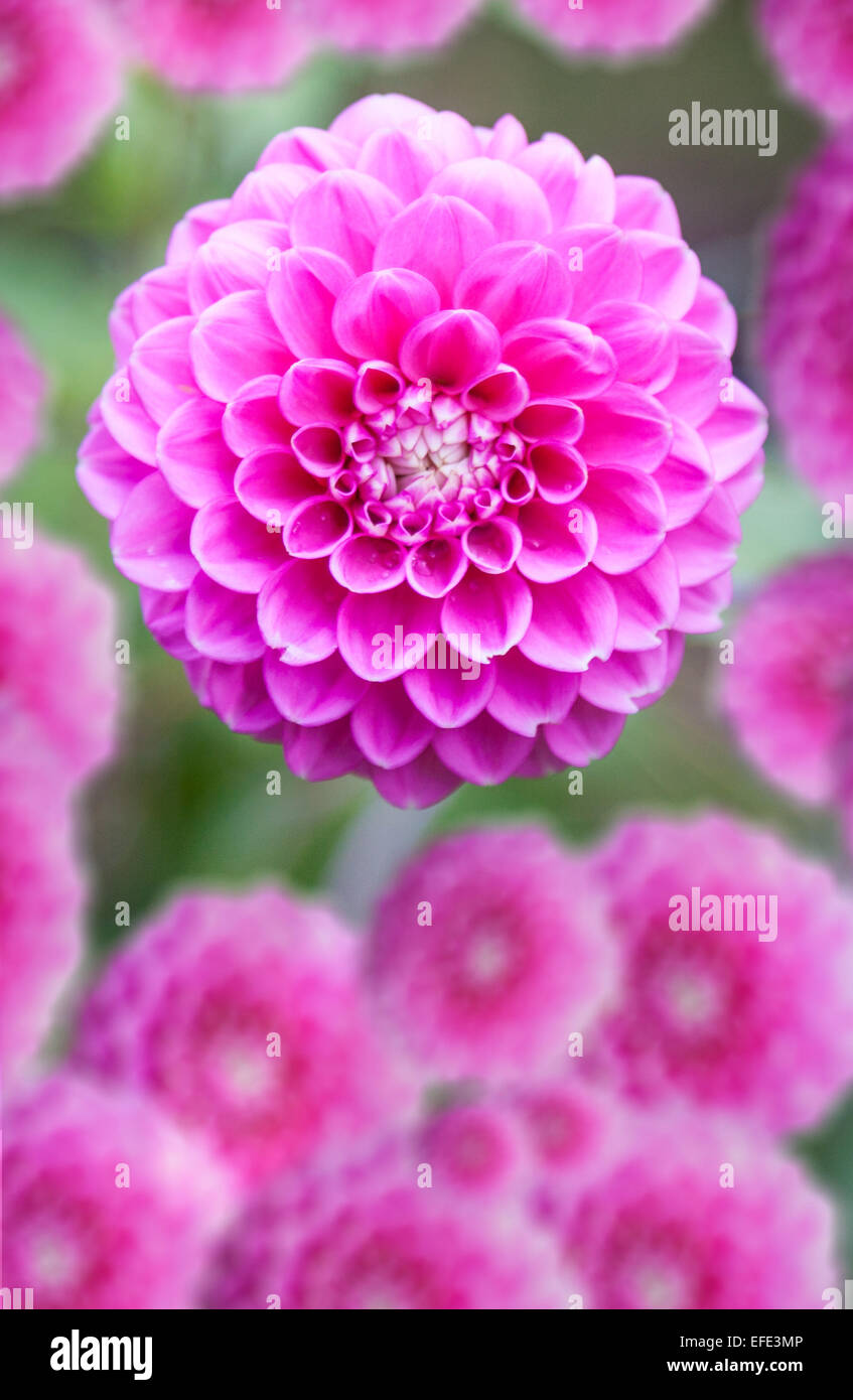 Dahlia close hi-res stock photography and images - Alamy
