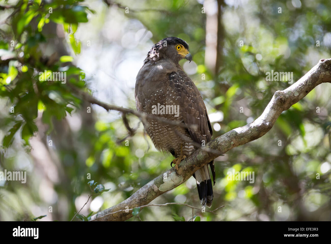 Crested Serpent Eagle (Spilornis cheela Stock Photo - Alamy