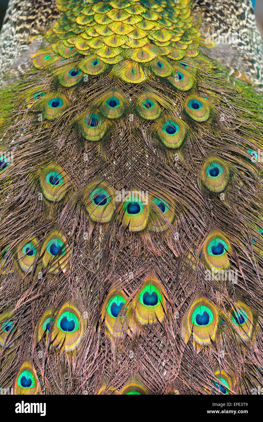 Tail feathers of peacock Stock Photo - Alamy