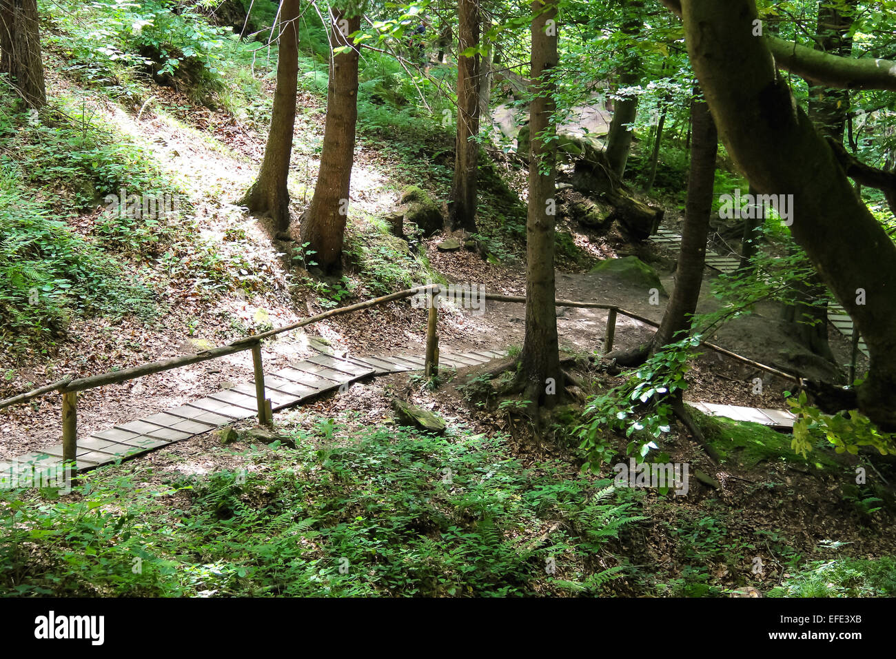 The path in the Carpathian Forest Reserve Stock Photo - Alamy