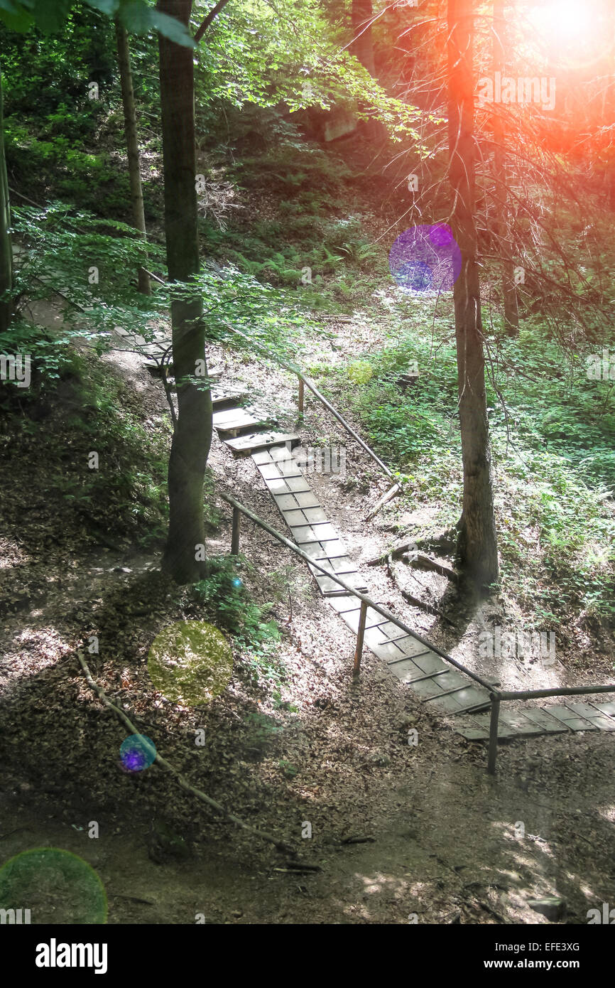 The path in the Carpathian Forest Reserve Stock Photo - Alamy