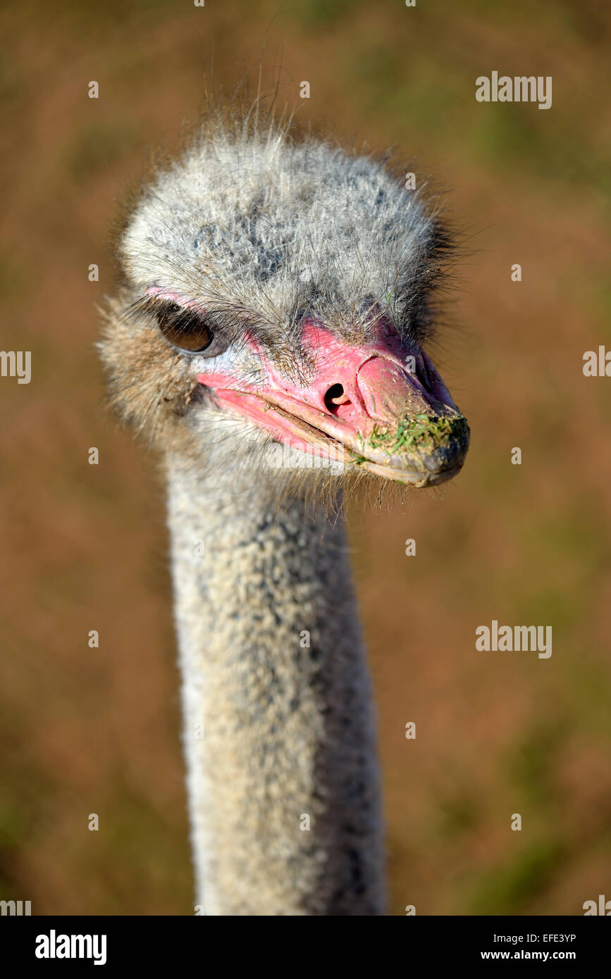 African ostrich eye hi-res stock photography and images - Alamy