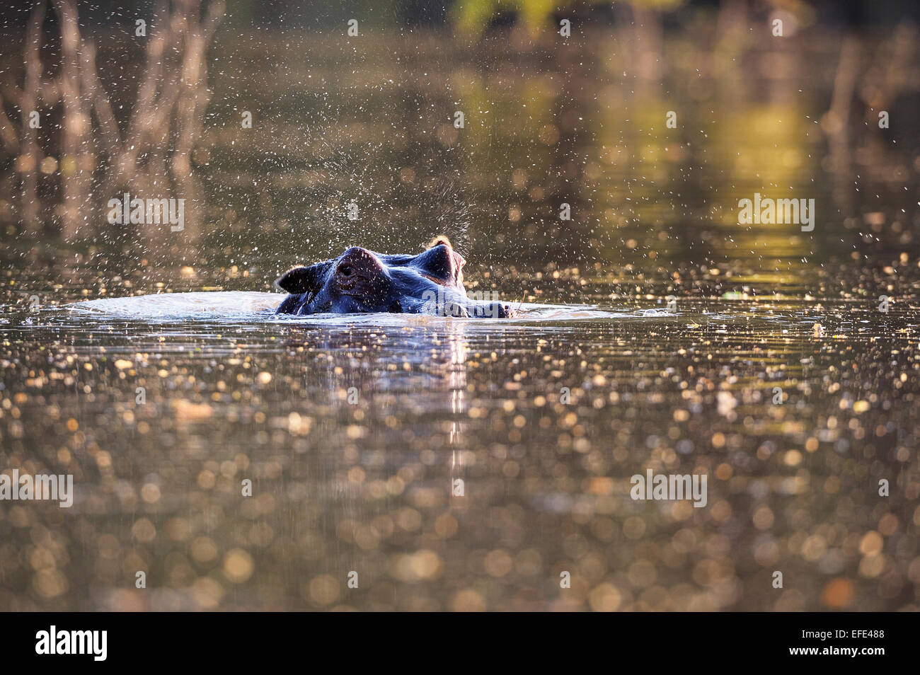 Hippopotamus (Hippopotamus amphibicus), snorting, in water, Backlit ...