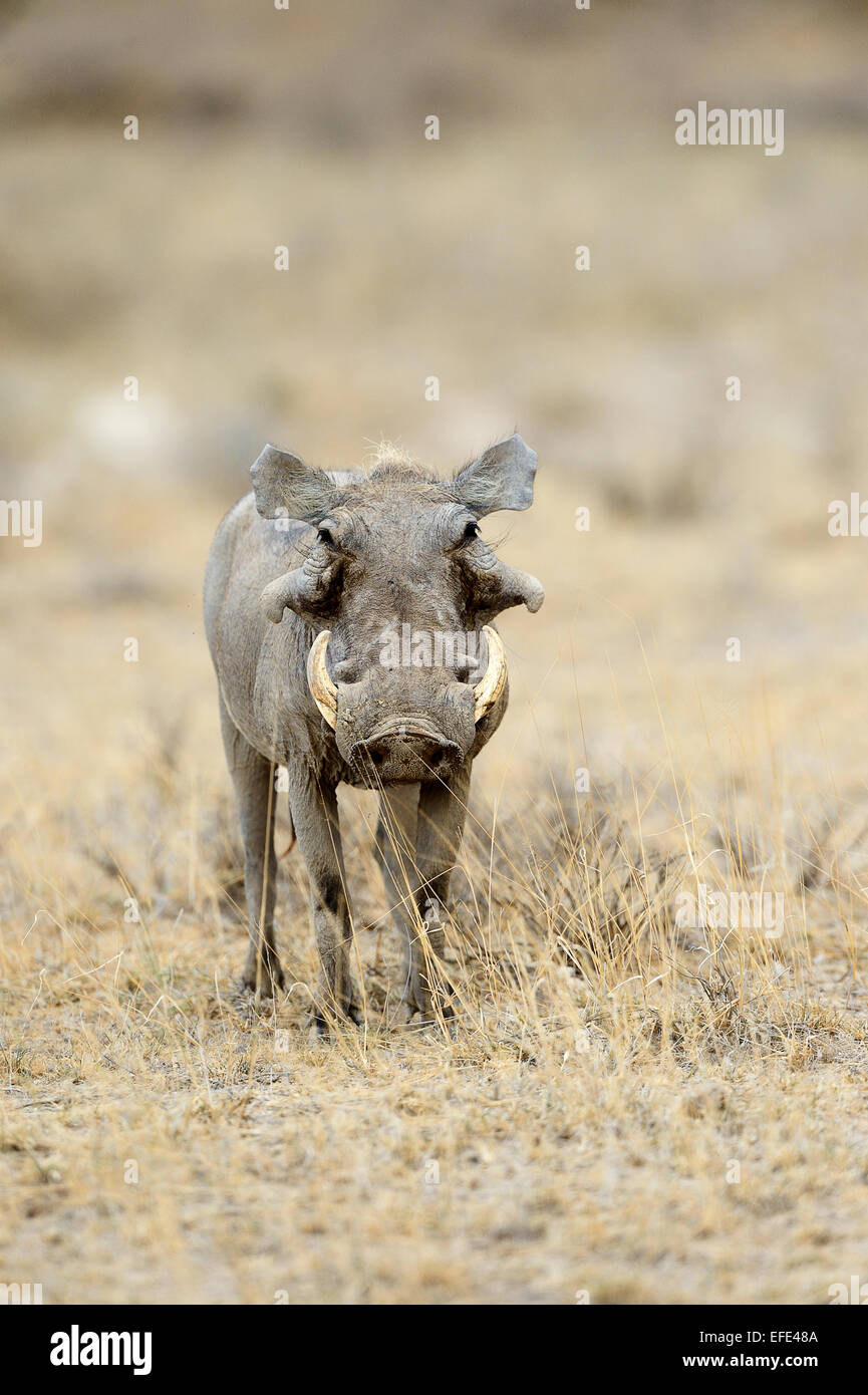 Desert Warthog (Phacochoerus aethiopicus), Buffalo Springfield National ...