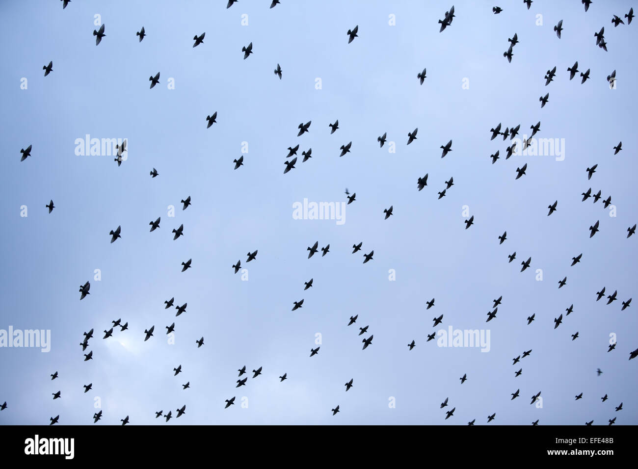 large flock of starlings in the sky form an abstract pattern Stock ...