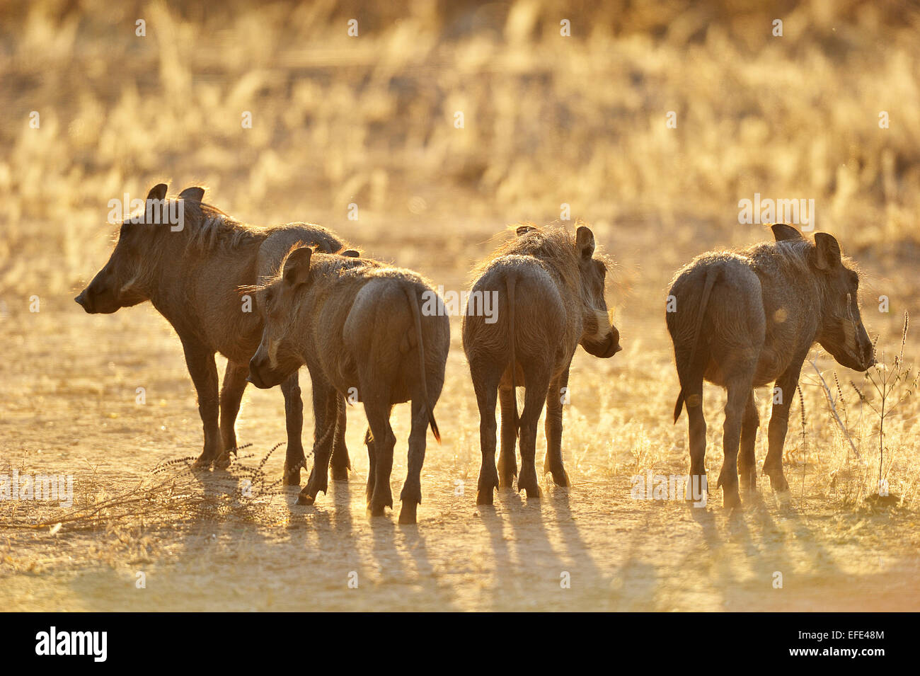 Warthog (Phacochoerus africanus), warthog family in the backlight ...