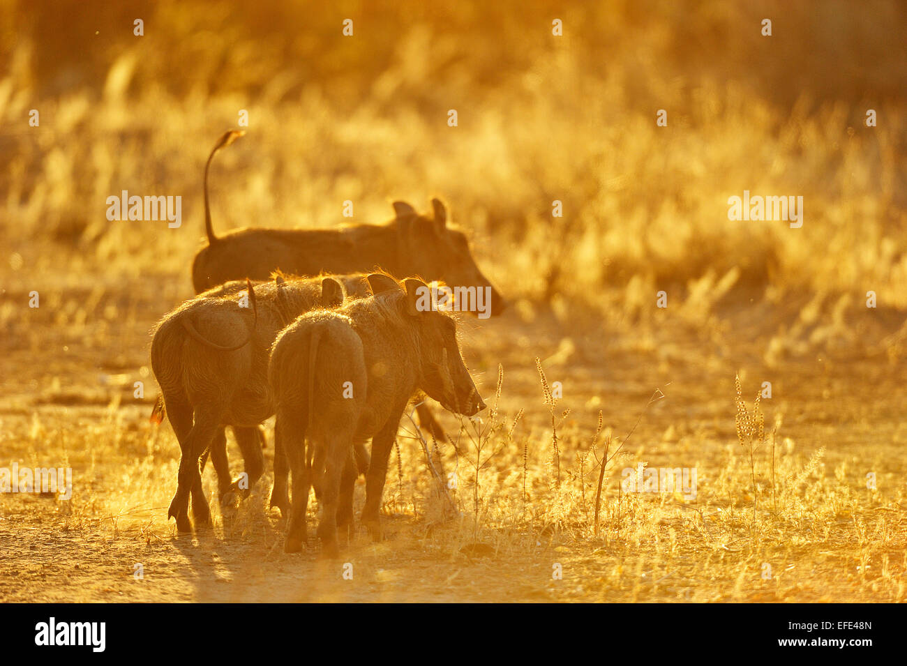 Warthog (Phacochoerus africanus), warthog family in the backlight ...