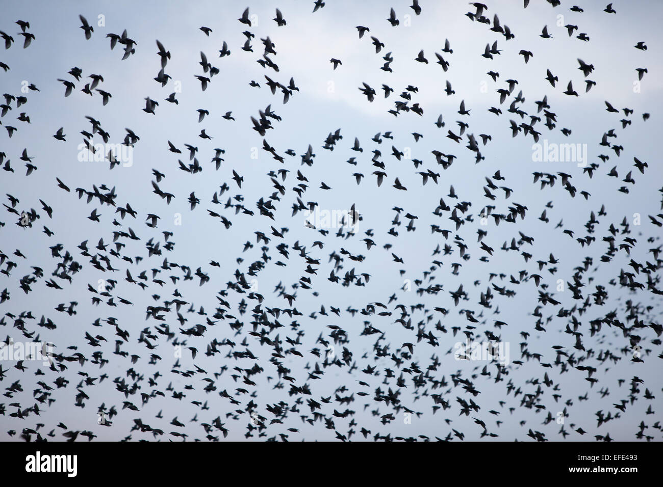Flock pattern hi-res stock photography and images - Alamy