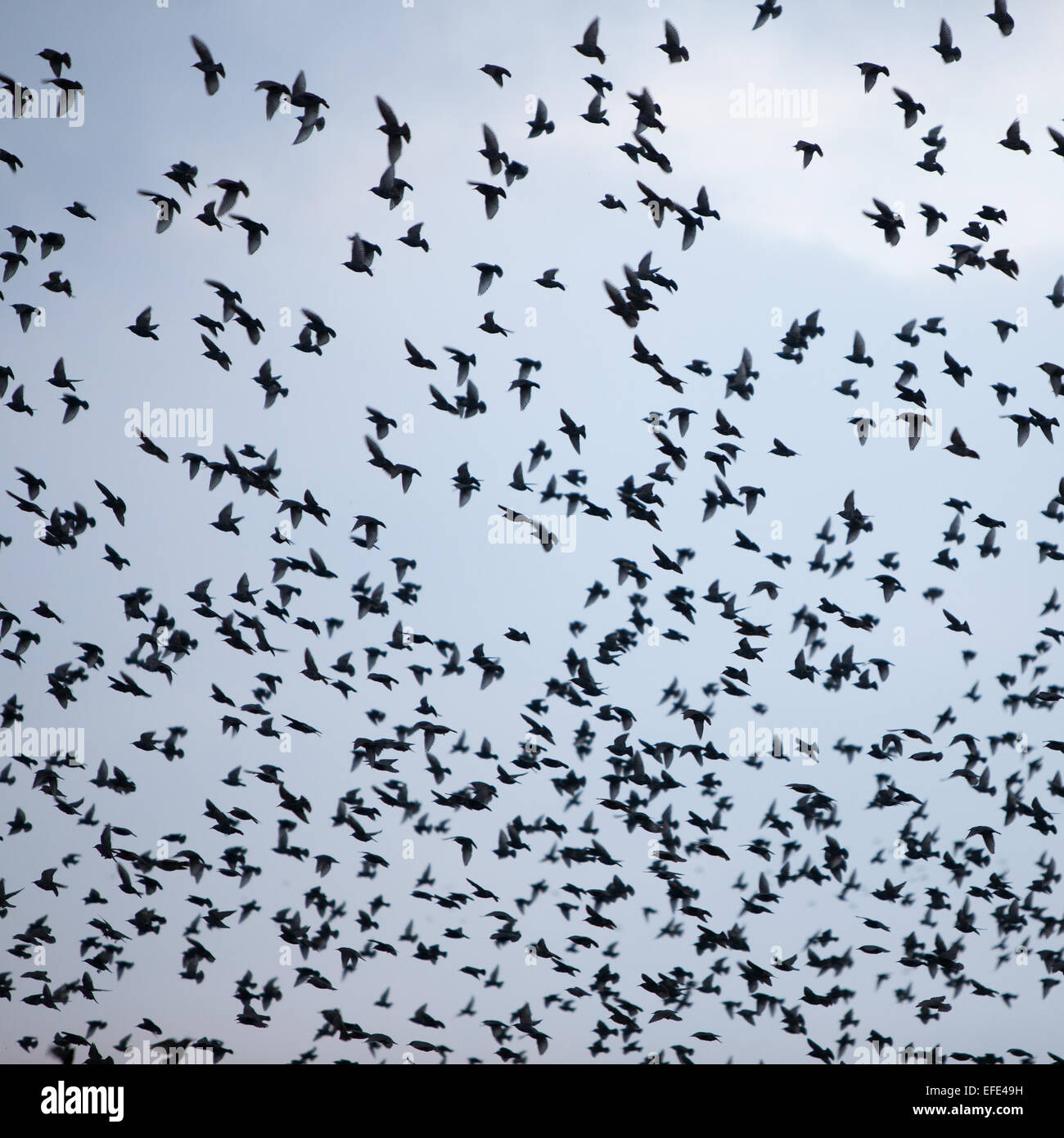 square picture with large flock of birds in the sky that form an ...