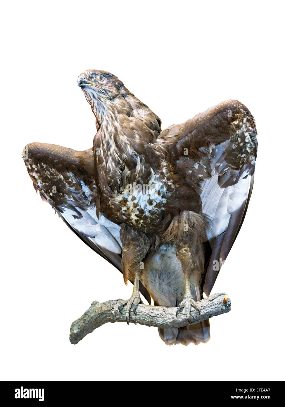 White falcon Cut Out Stock Images & Pictures - Alamy