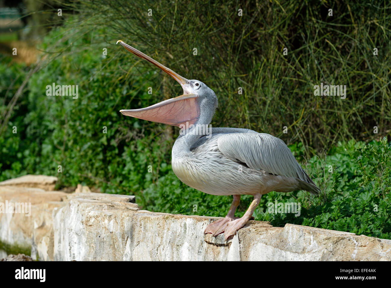 Pelican open mouth hi-res stock photography and images - Alamy
