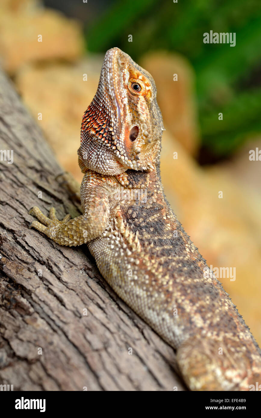 Bearded dragon zoo hi-res stock photography and images - Alamy