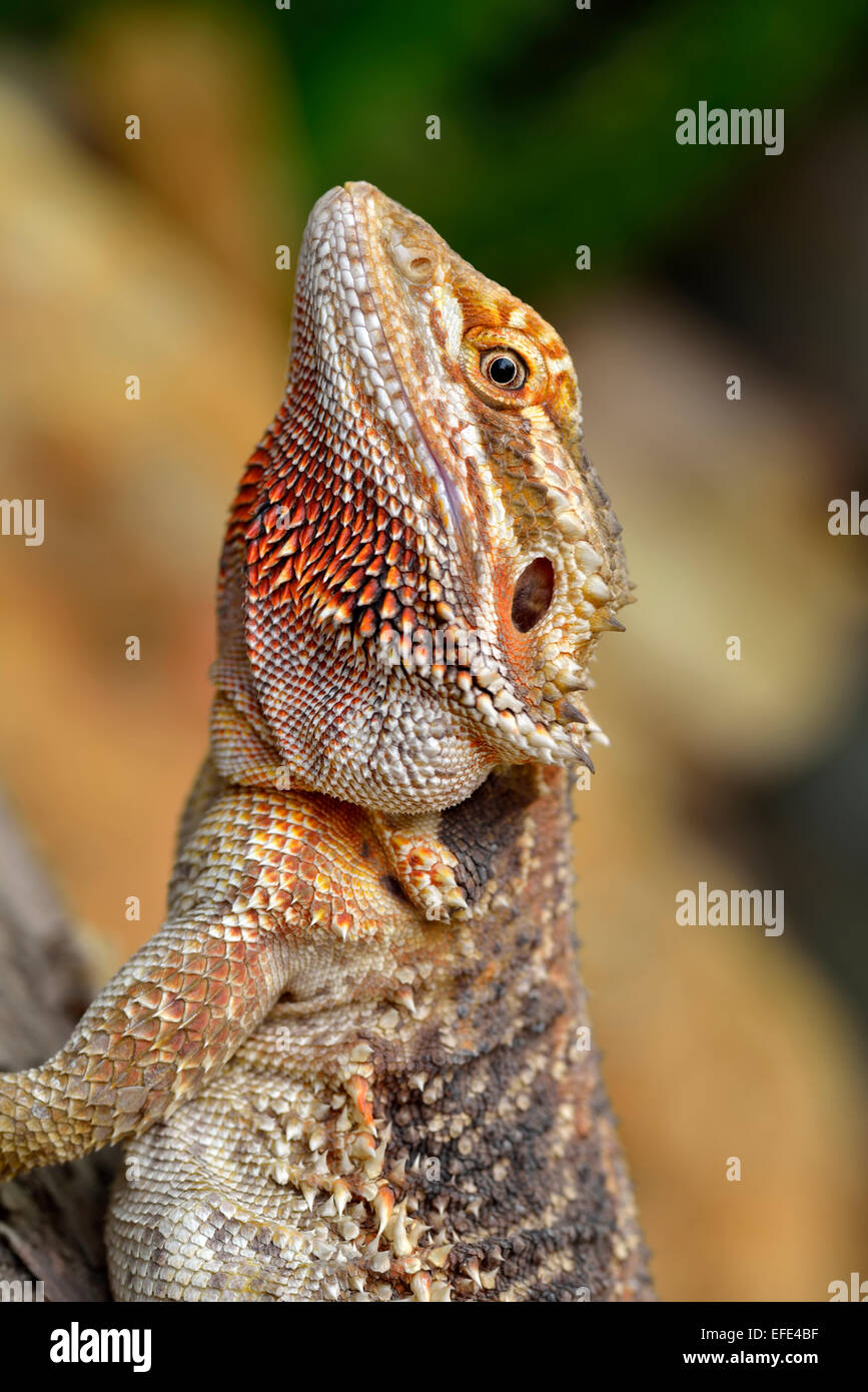 Bearded dragon hi-res stock photography and images - Alamy