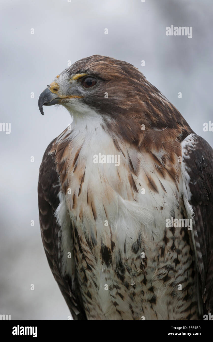 Chickenhawk bird portrait hi-res stock photography and images - Alamy