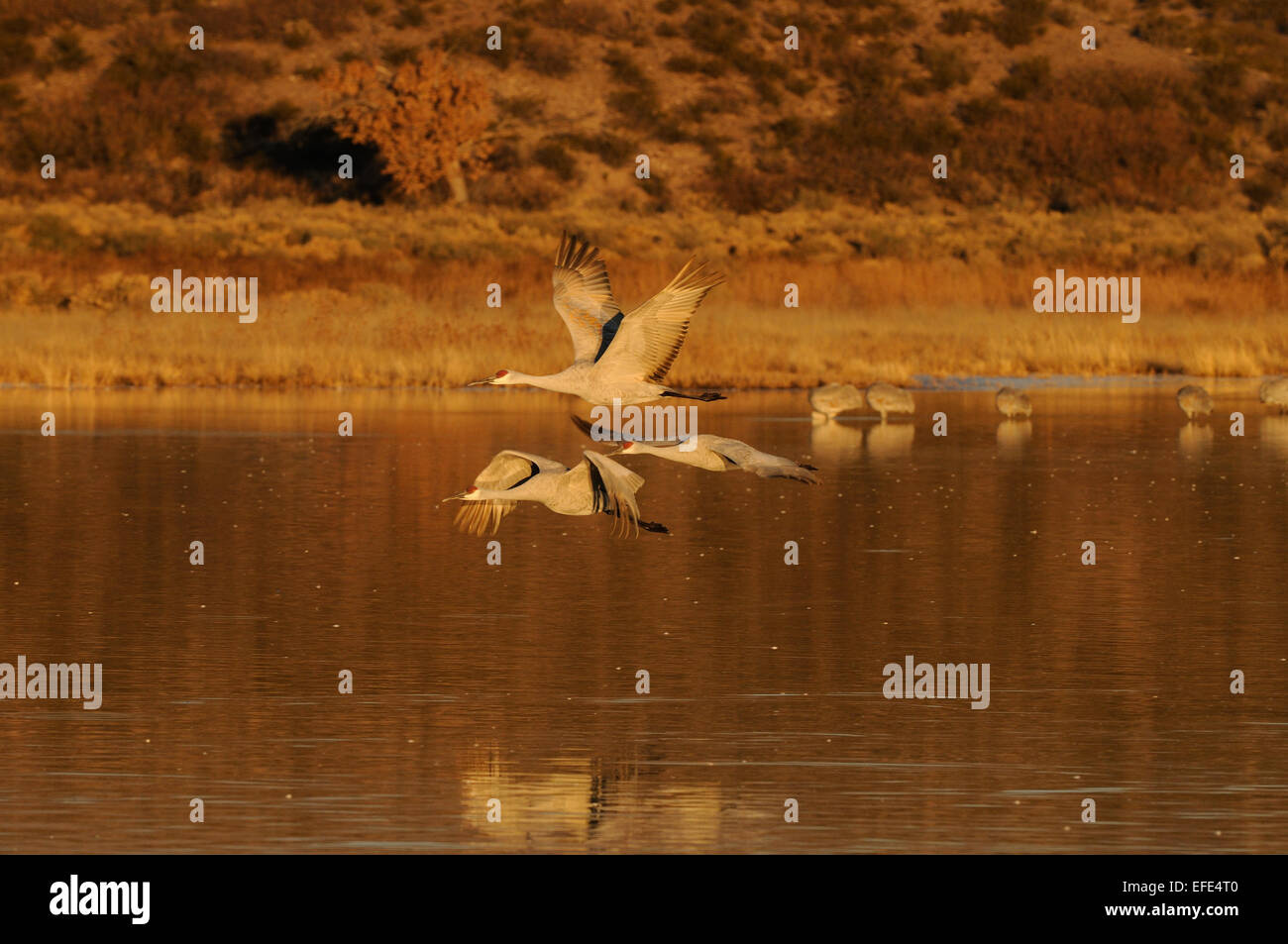 Sandhill Cranes flying over the water at Bosque Del Apache National ...