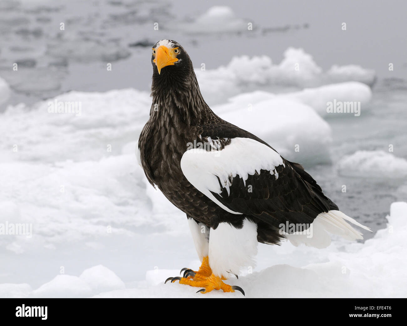 Steller's Sea Eagle on the drifting ice at Nemuro Strait a few miles ...