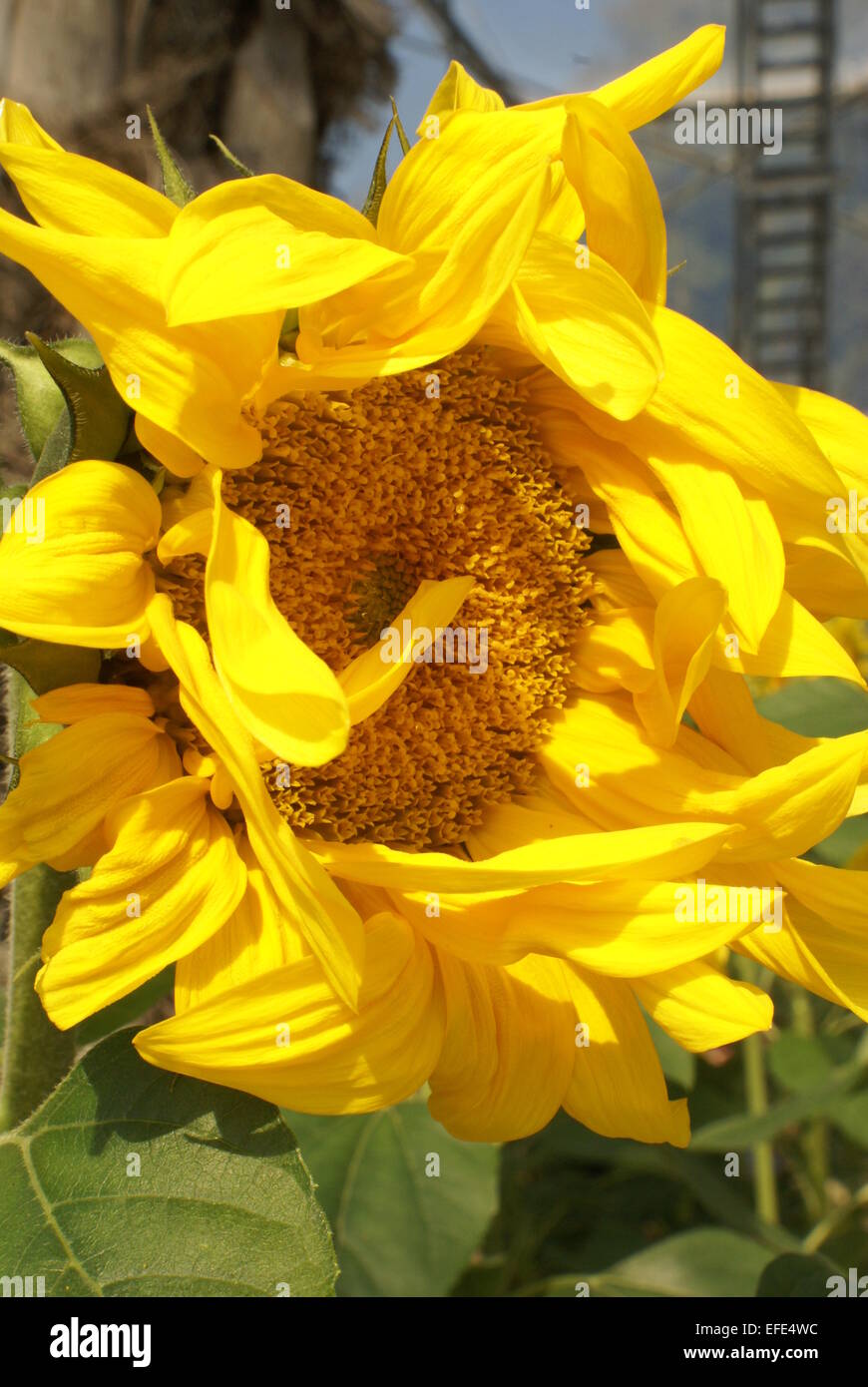 Big bright happy sunflower hi-res stock photography and images - Alamy