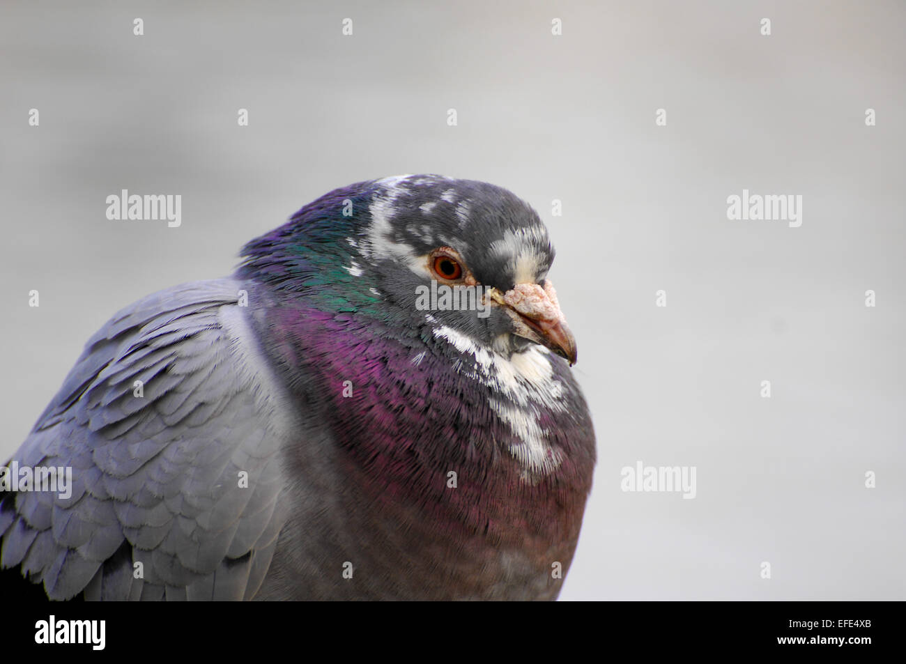 Pigeon wildlife bird Stock Photo - Alamy