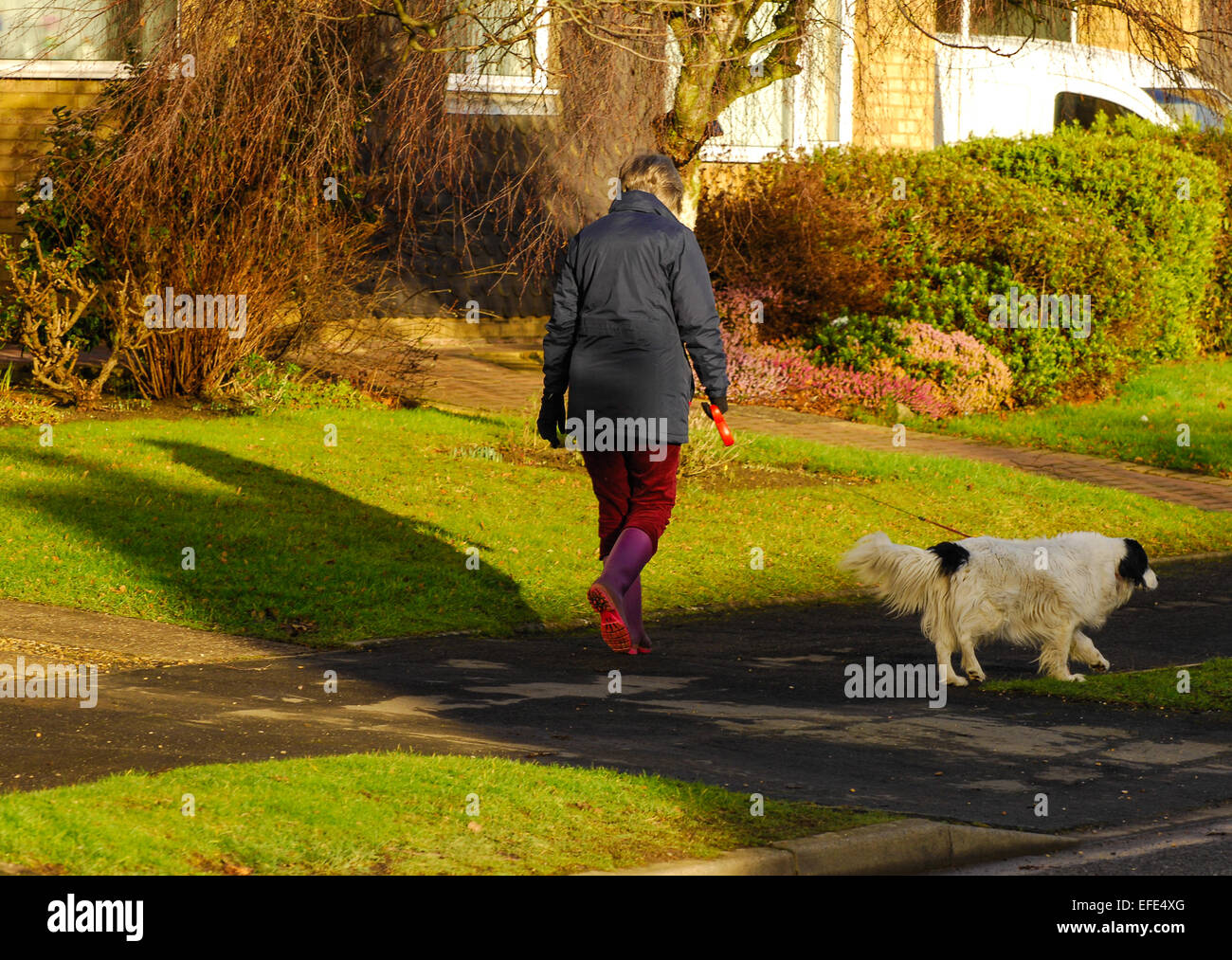 Lady walking a dog Stock Photo - Alamy