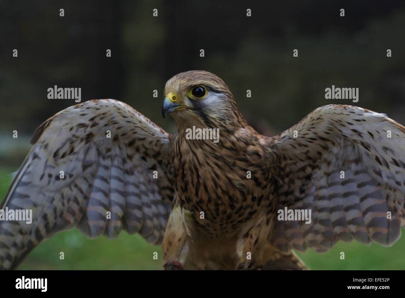 Kestrel displaying wings Stock Photo - Alamy