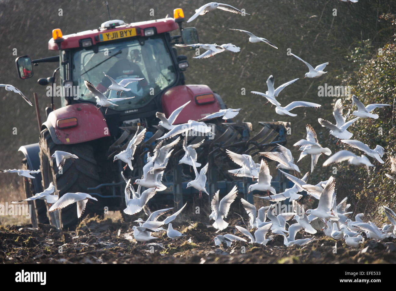 SEAGULLS FOLLOW A TRACTOR PLOUGHING A FIELD Stock Photo - Alamy