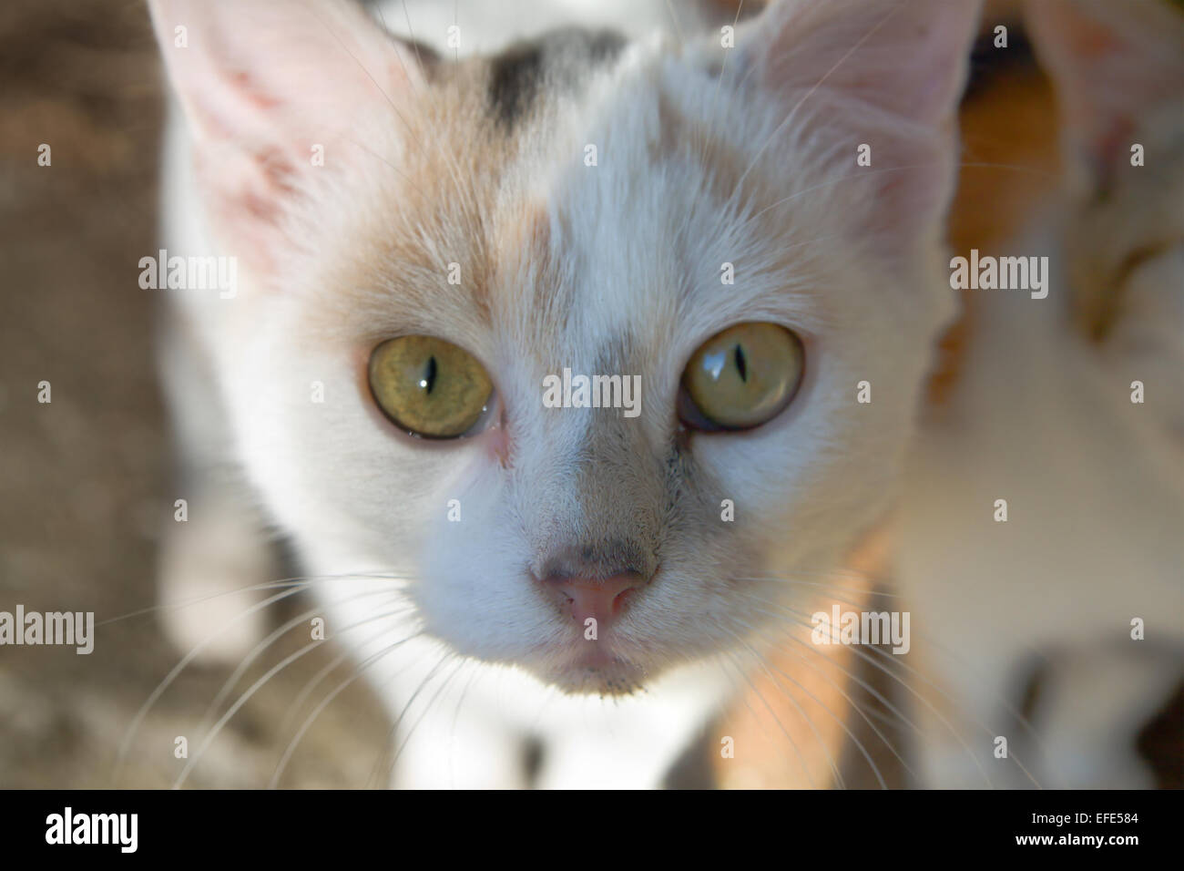 alley cat look to eyes Stock Photo - Alamy
