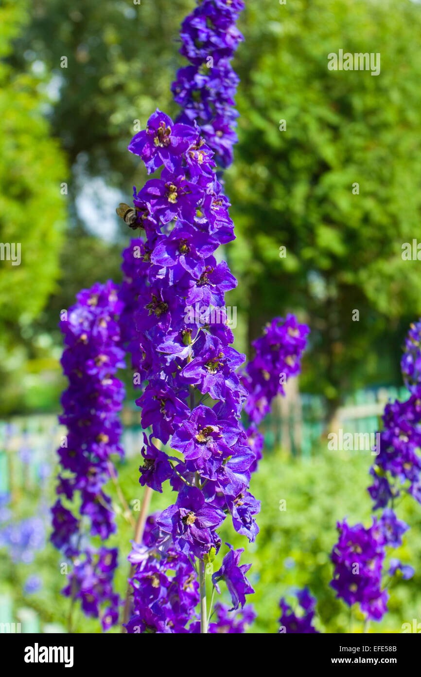 Delphinium of dark blue colour in garden, vertical Stock Photo - Alamy