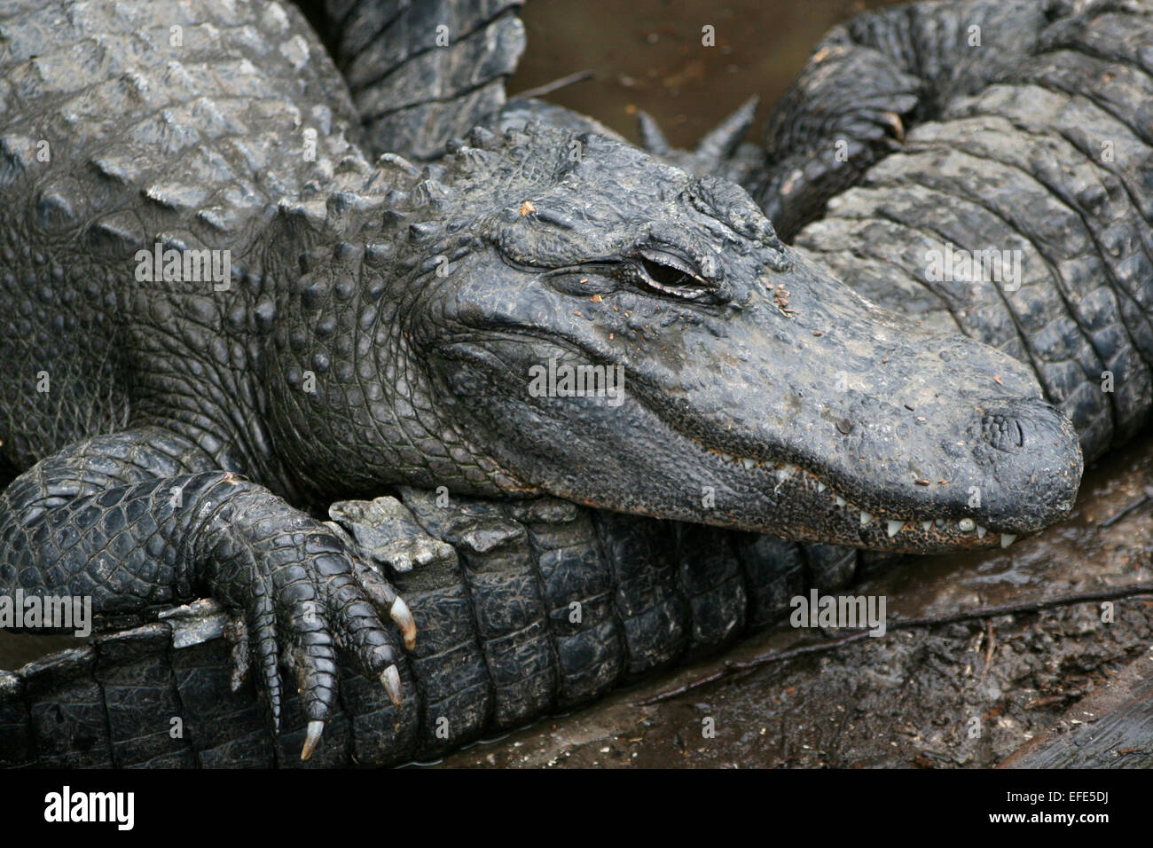 Alligator liegt auf einem anderen Stock Photo - Alamy