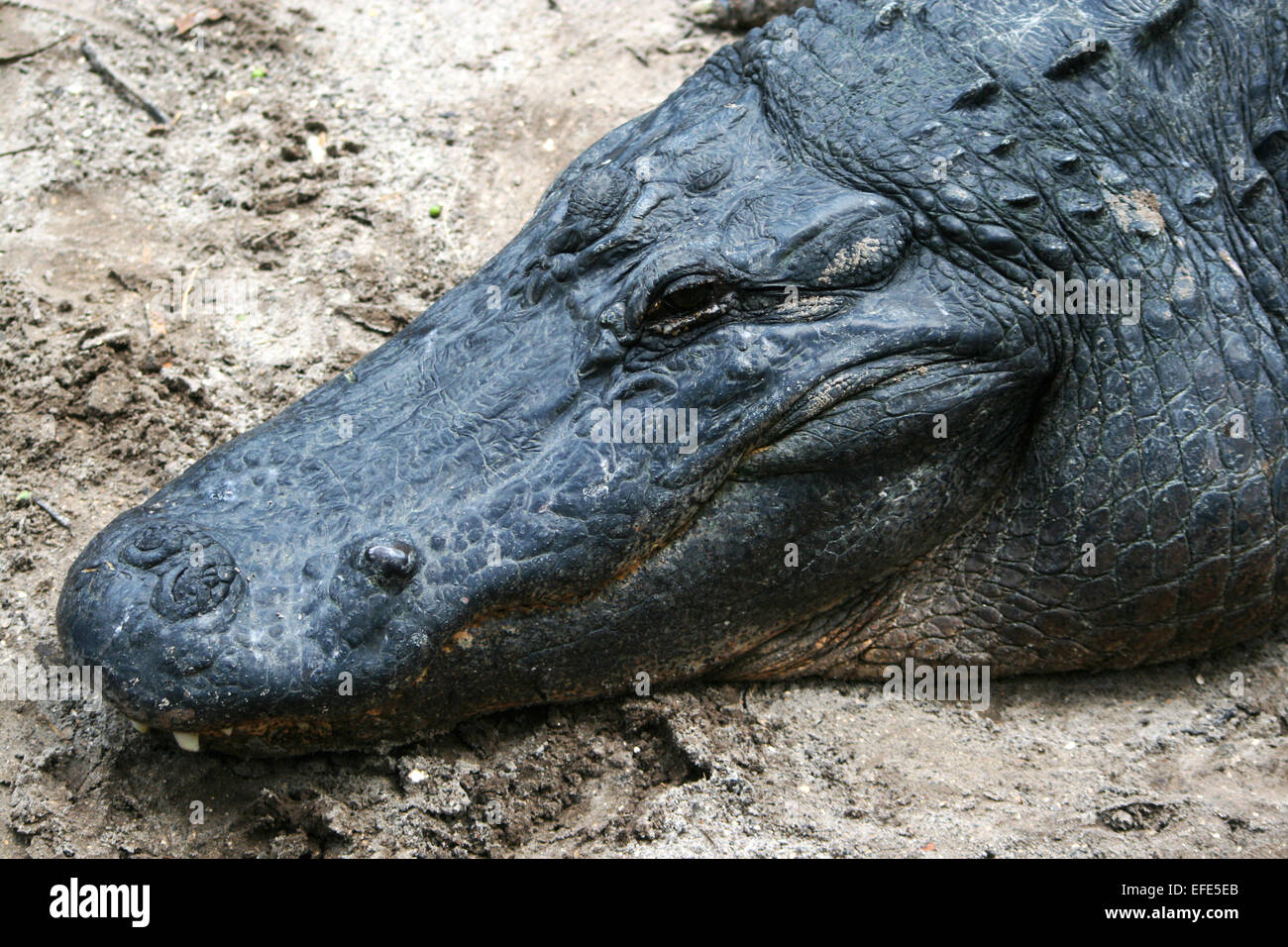 Kopf eines Alligators Stock Photo - Alamy
