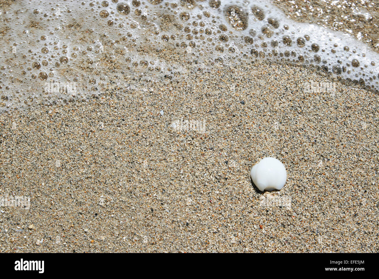 Muschel sand hi-res stock photography and images - Alamy