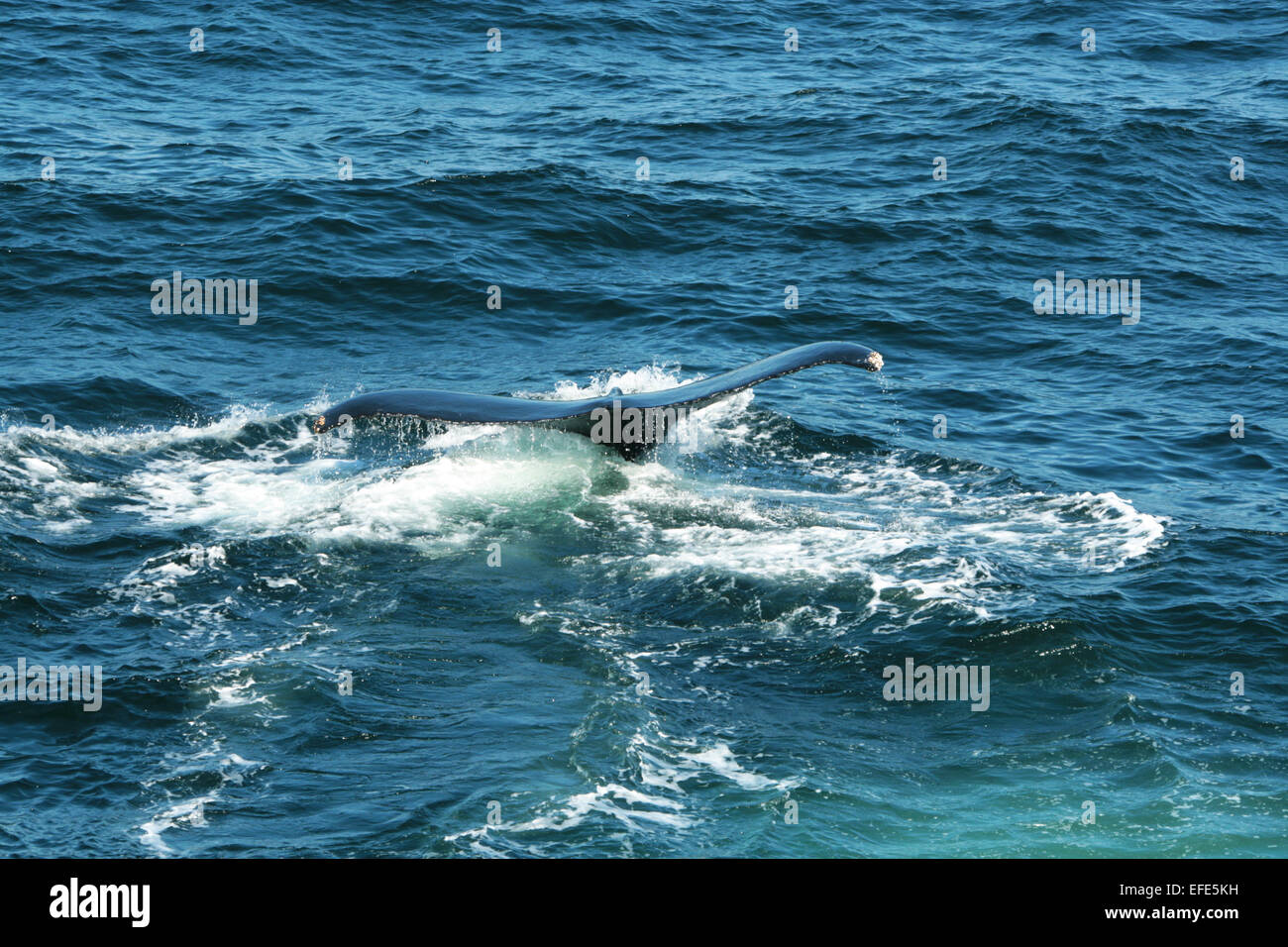 Fluke buckelwal hi-res stock photography and images - Alamy