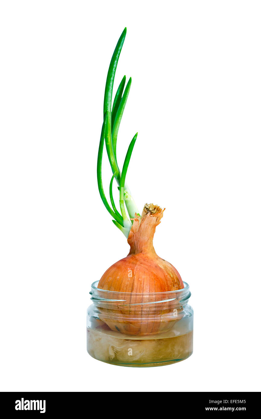 sprouted bulbs in a pot with water, isolated on white background Stock ...