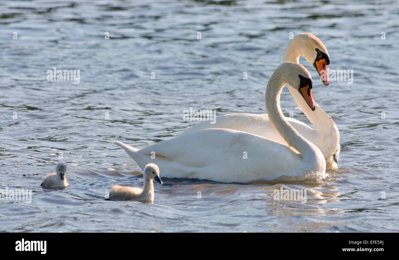 White cygnets hi-res stock photography and images - Alamy