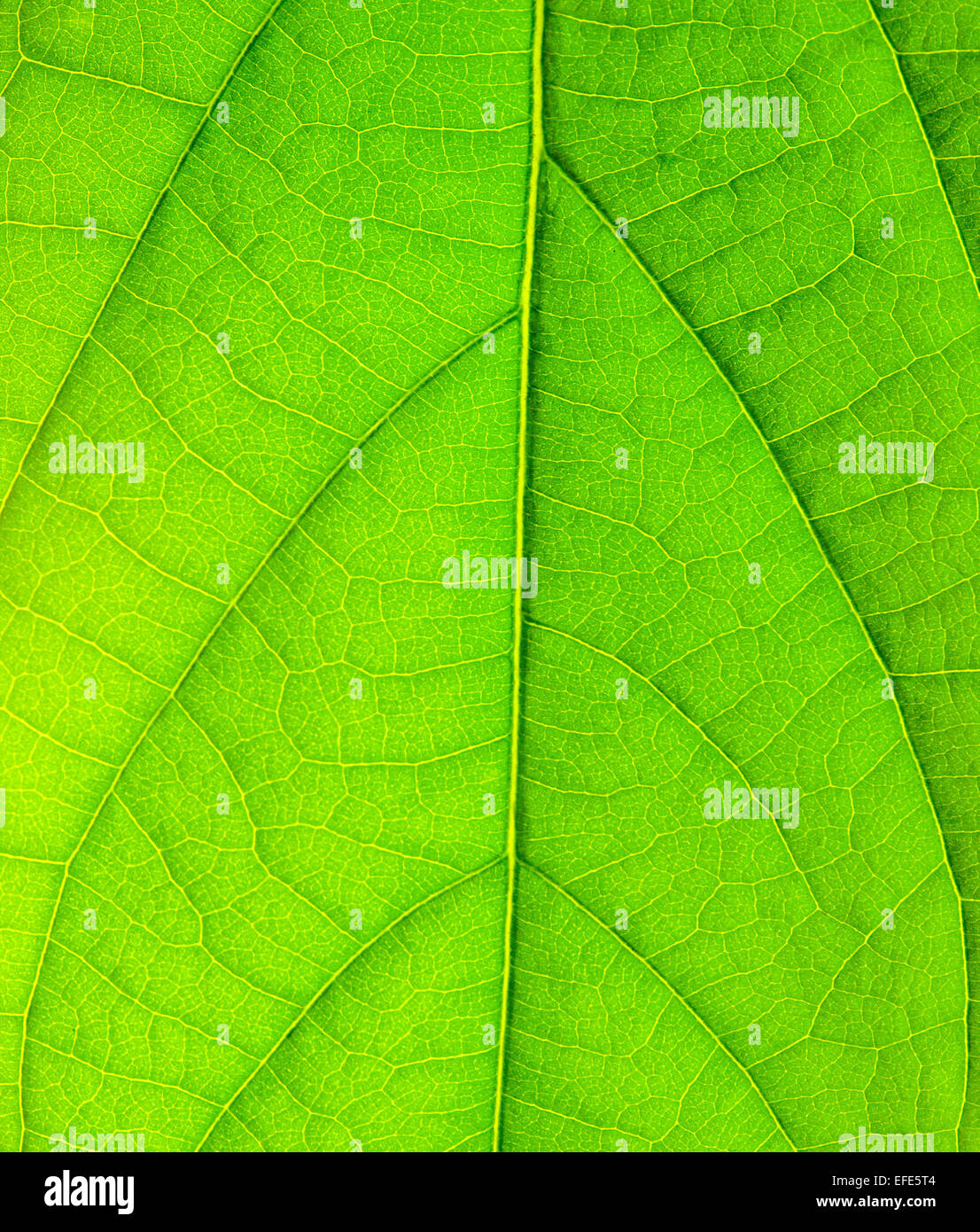 Leaf network hi-res stock photography and images - Alamy