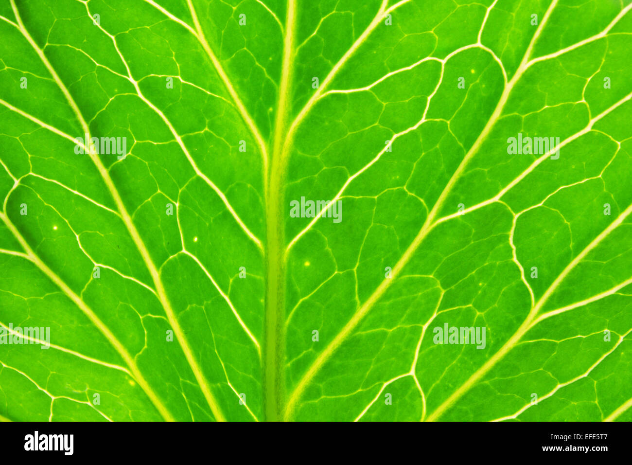 Leaf network hi-res stock photography and images - Alamy