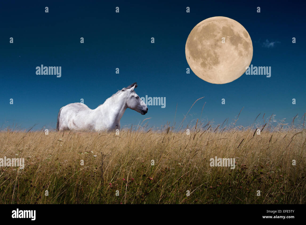 Moon night sky meadow hi-res stock photography and images - Alamy