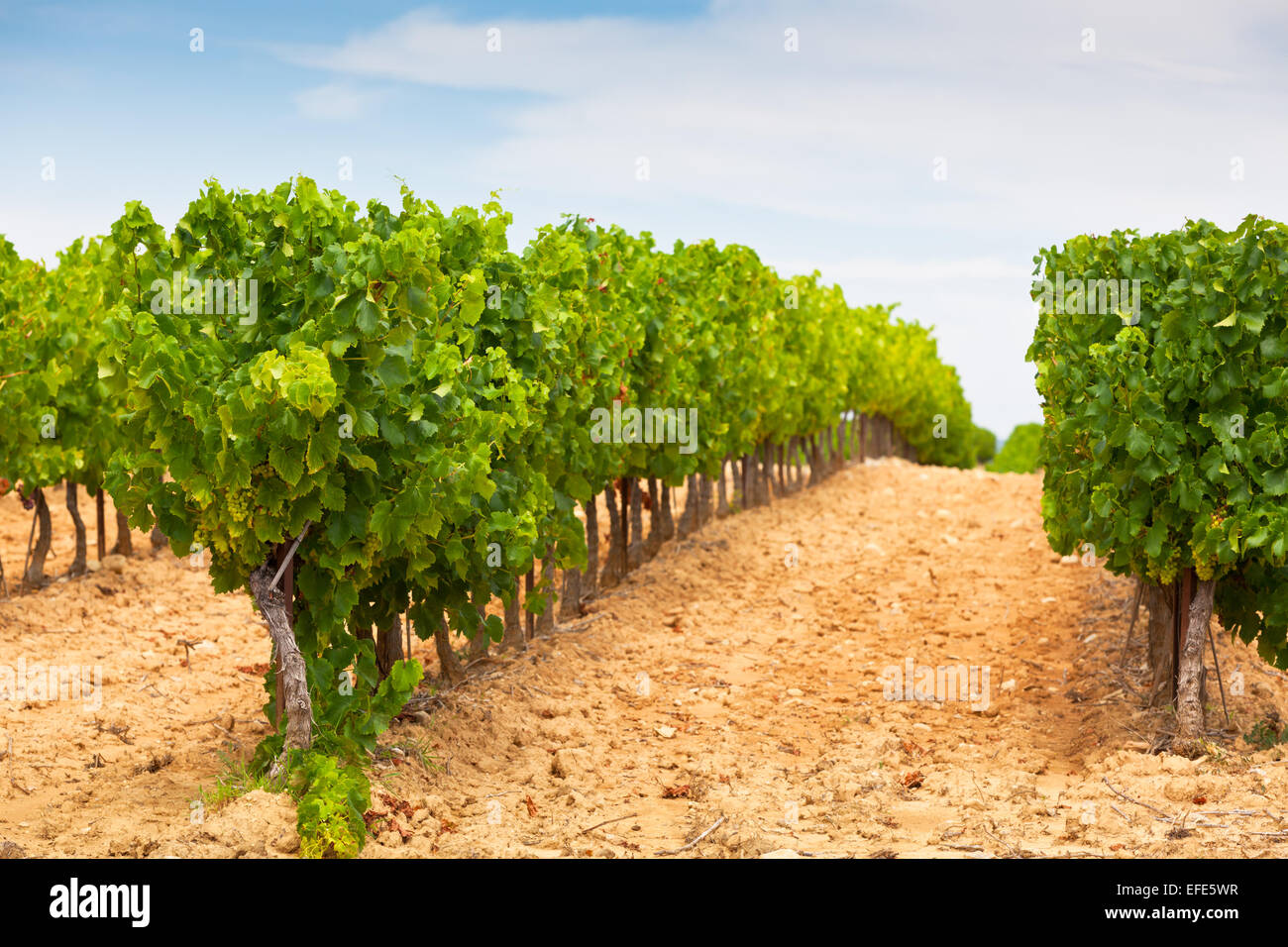 Diminishing rows of Vineyard Field in Southern France. Horizontal shot ...