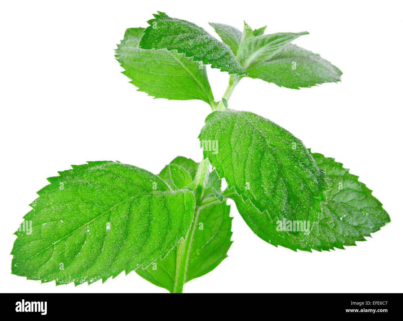 green mint isolated over white Stock Photo - Alamy