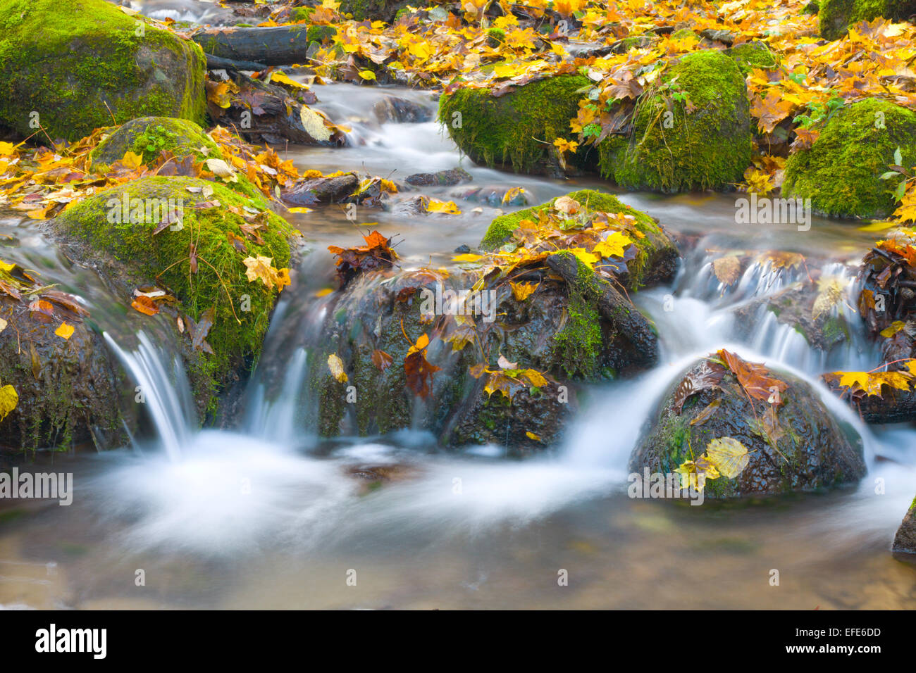beautiful cascade waterfall in autumn forest Stock Photo - Alamy