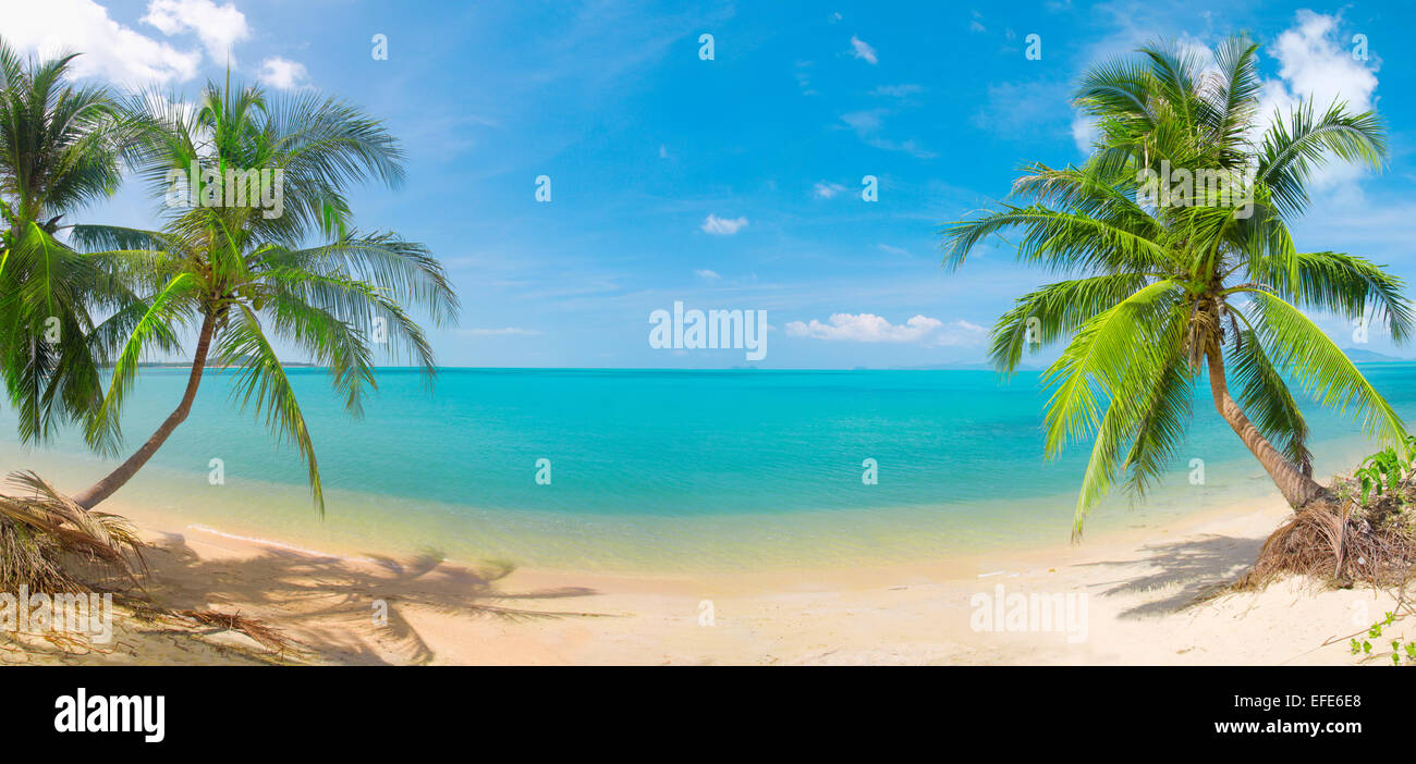 panoramic tropical beach with coconut palm Stock Photo - Alamy