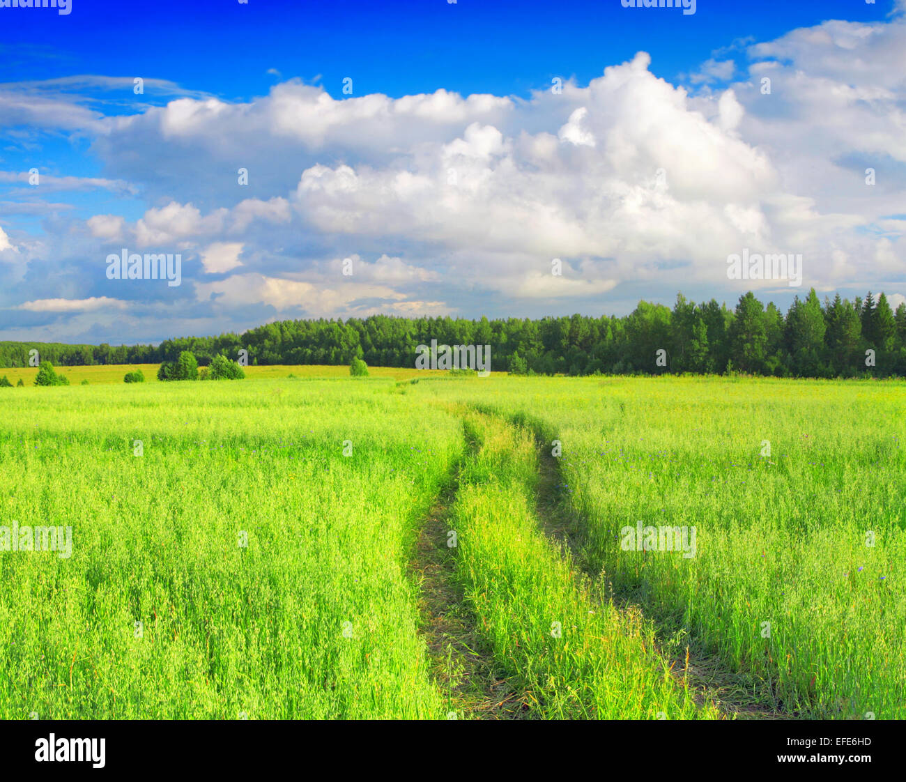beautiful summer landscape Stock Photo - Alamy