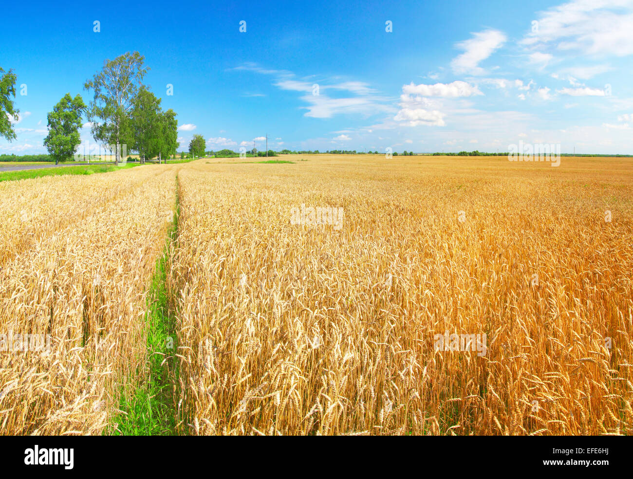 Field of wheat hi-res stock photography and images - Alamy