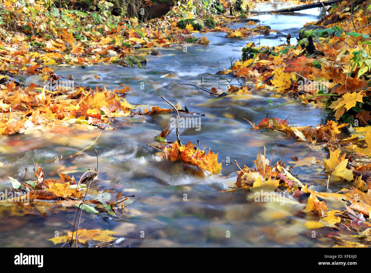 Moss in the brook hi-res stock photography and images - Alamy
