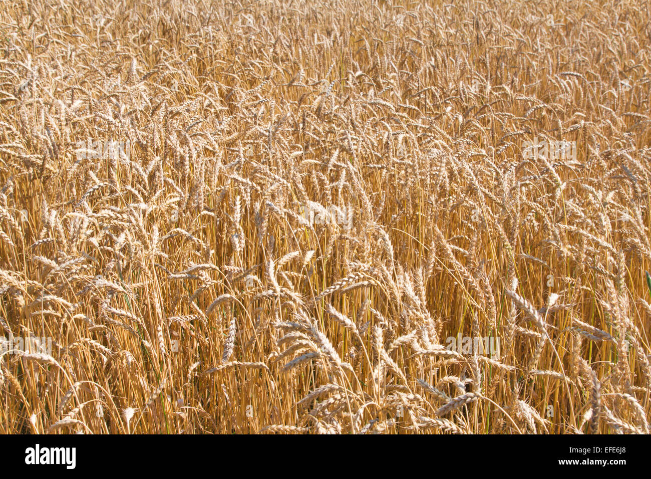 Fall rye hi-res stock photography and images - Alamy